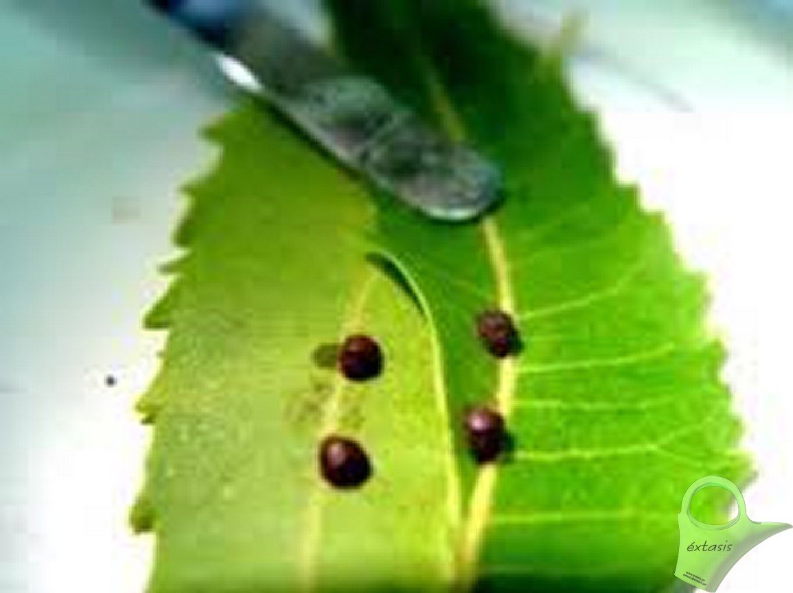 QUERESAS EN LAS ORQUIDEAS – Extasis.pe